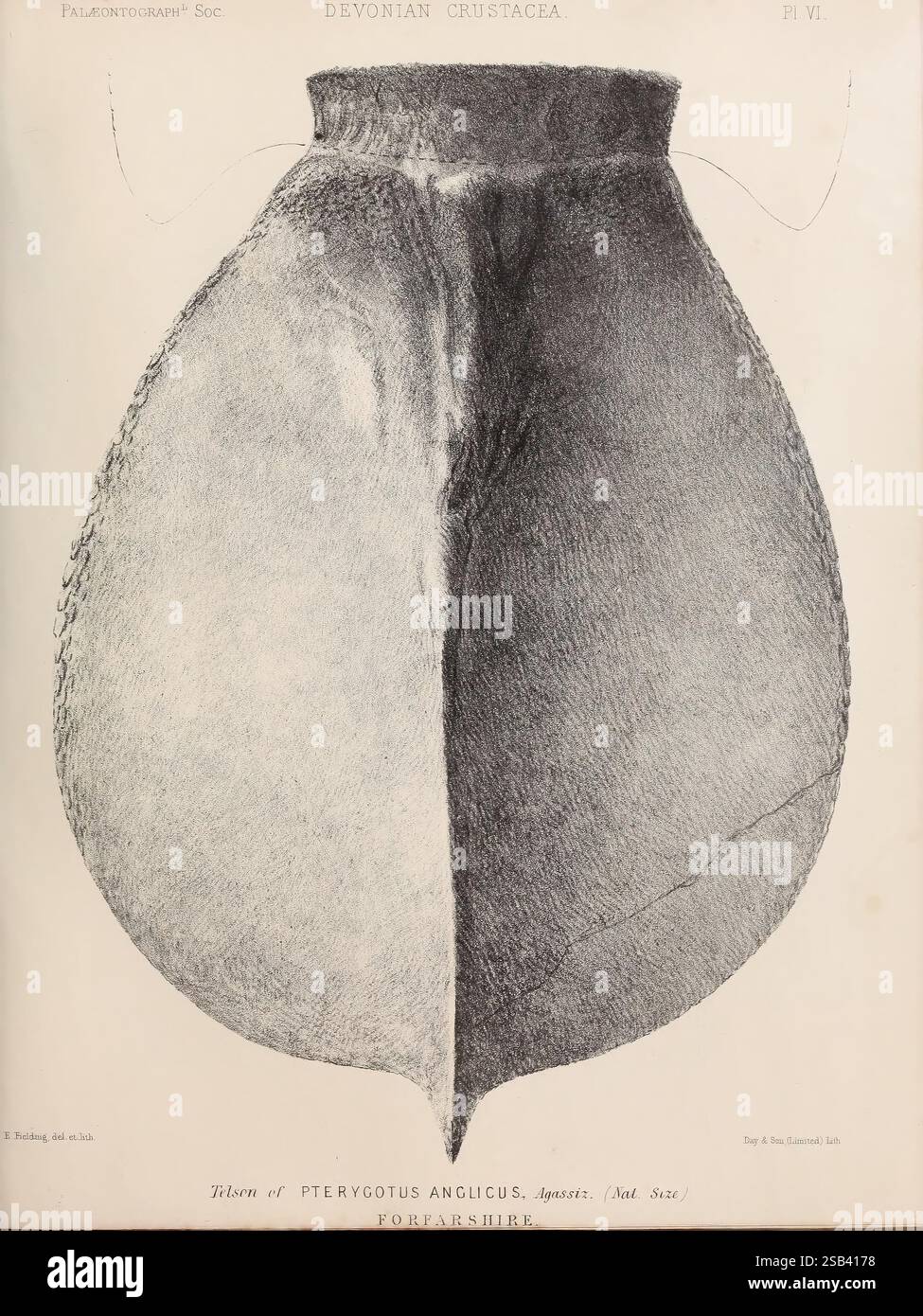 A monograph of the British fossil Crustacea, London, Printed for the ...