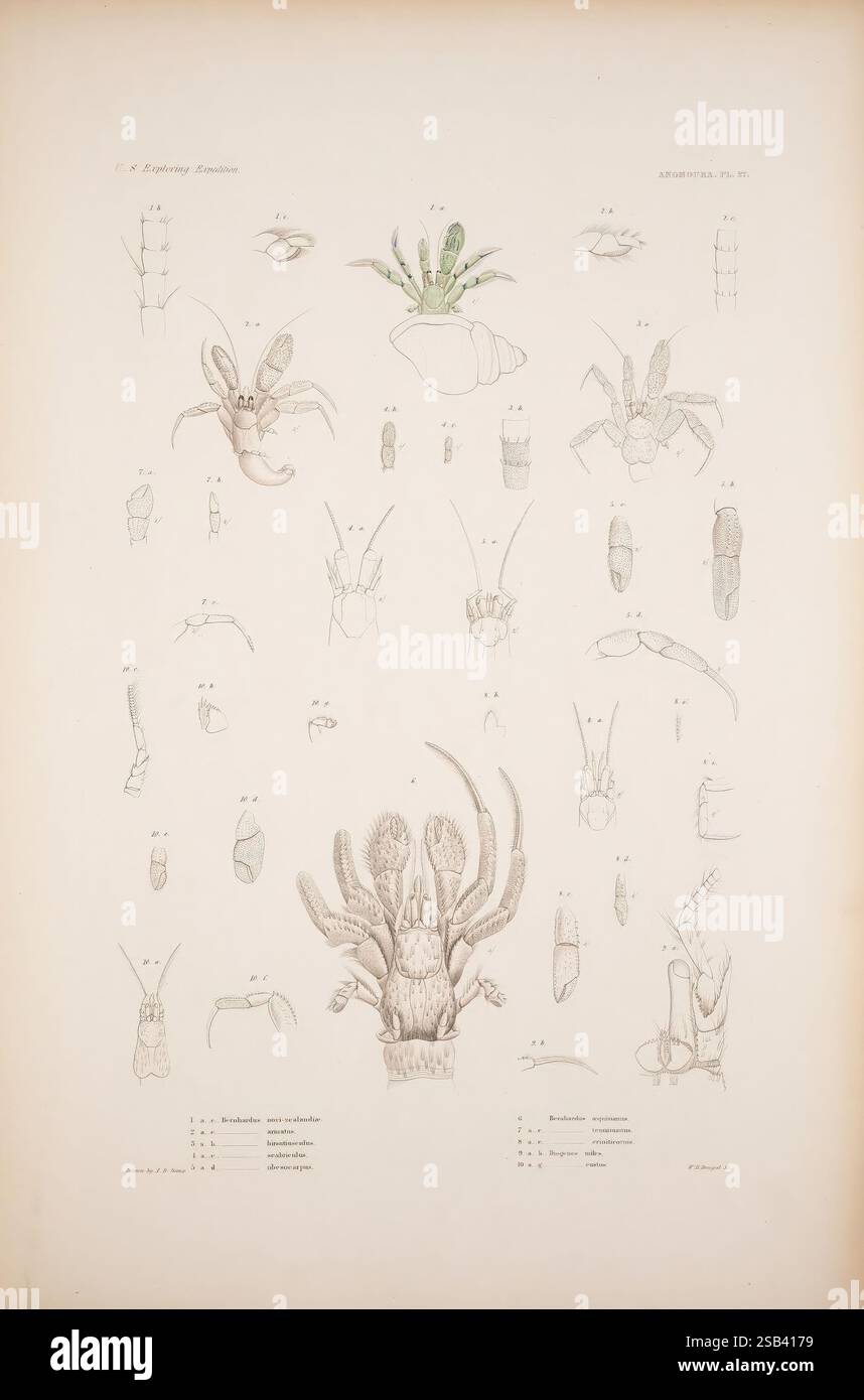 Crustacea, Philadelphia, Printed by C. Sherman, 1852-55 [i.e. 1861 ...