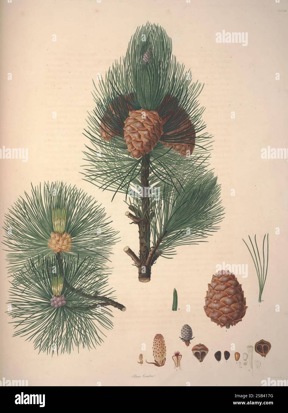 Highlight additional anatomical features hi-res stock photography and images - Alamy