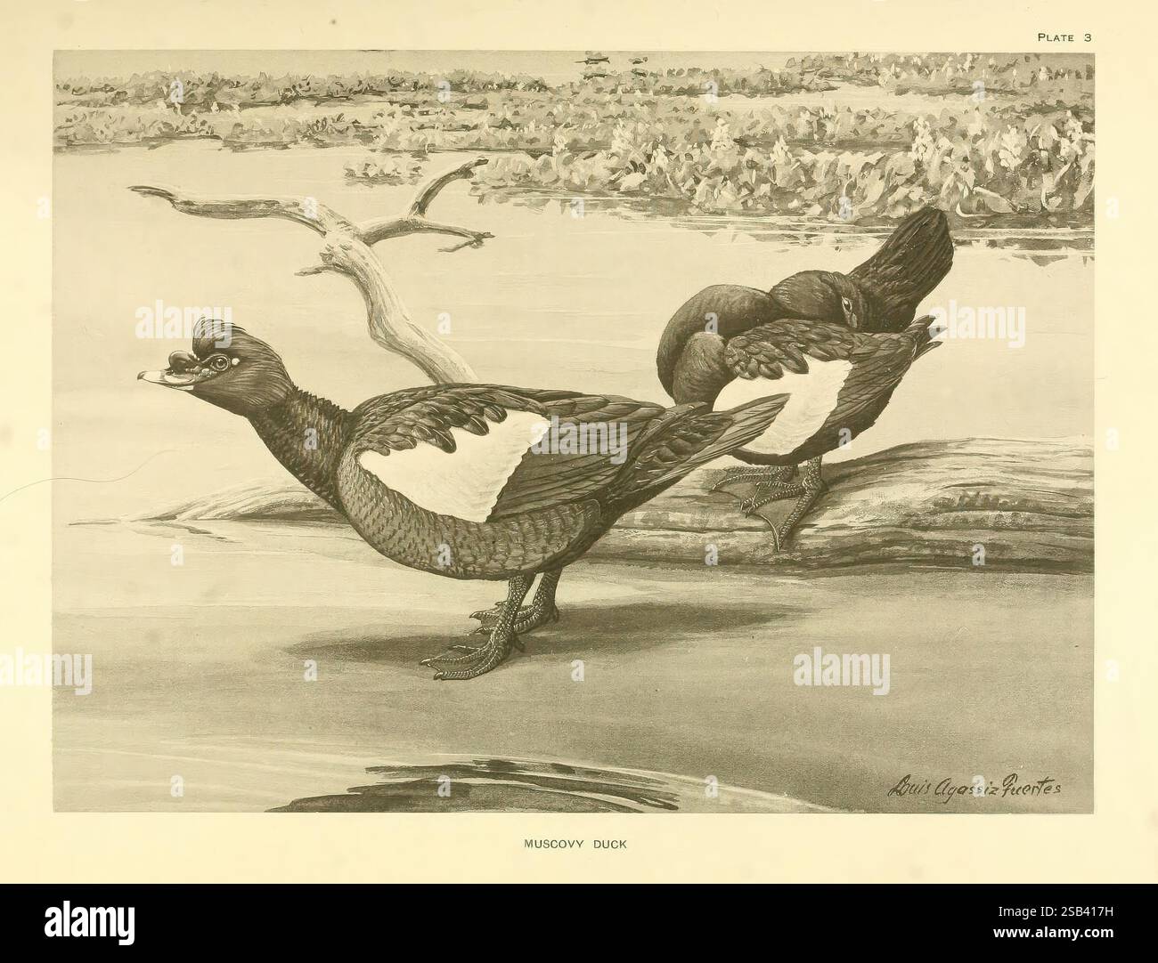 Scene depicts two elegant waterfowl hi-res stock photography and images ...