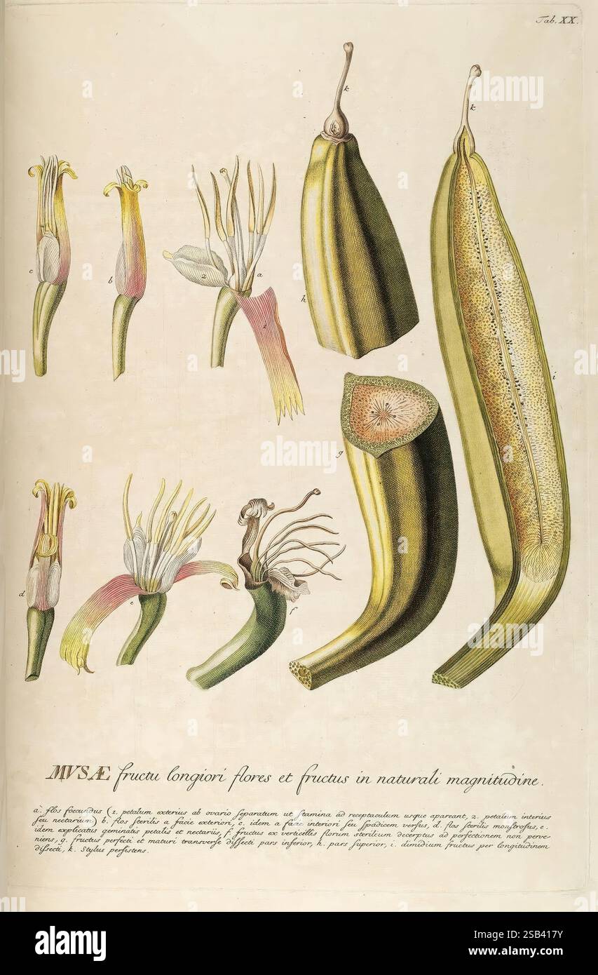 Long fruits development hi-res stock photography and images - Alamy