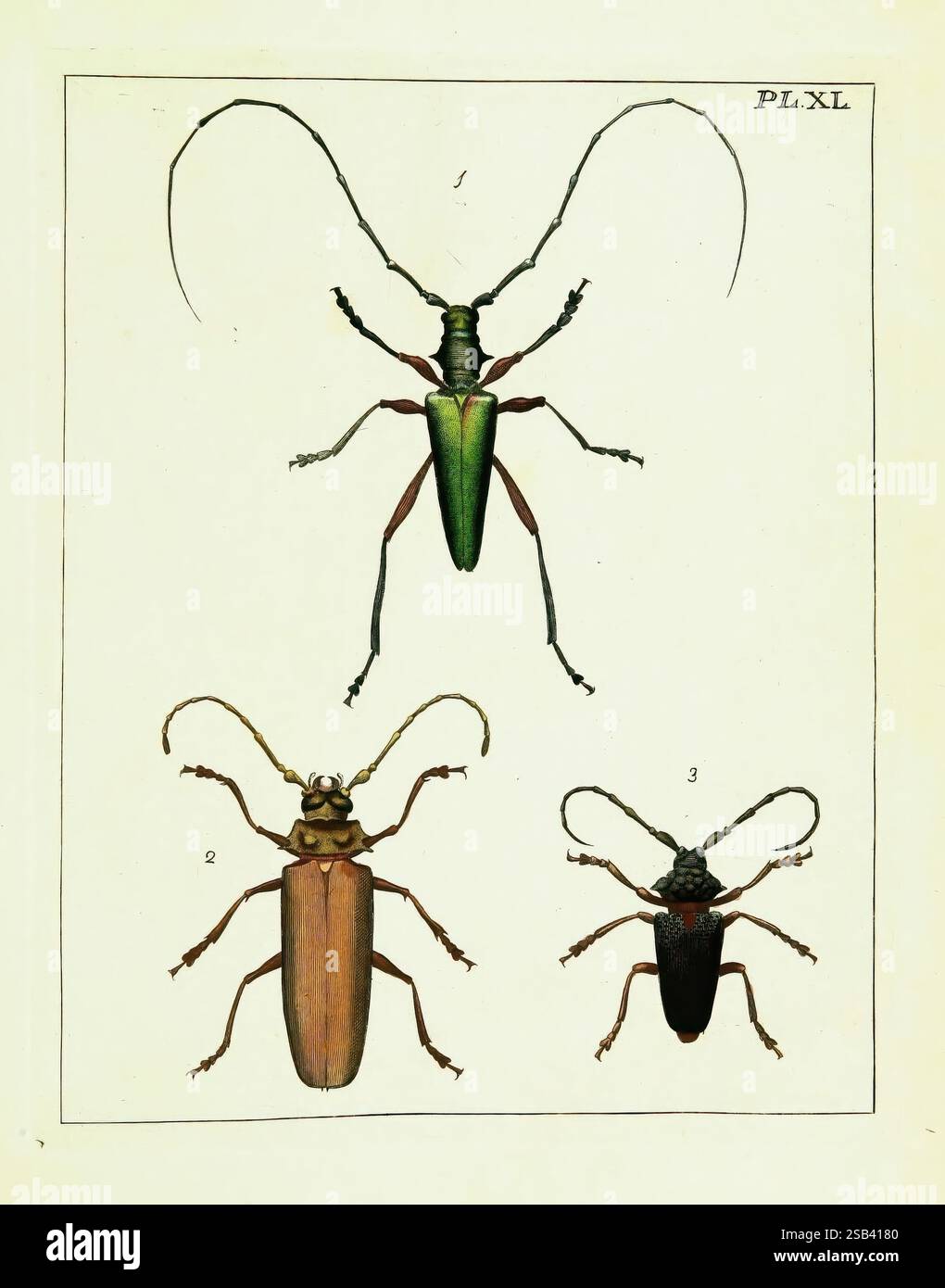 Lower beetle exhibits hi-res stock photography and images - Alamy