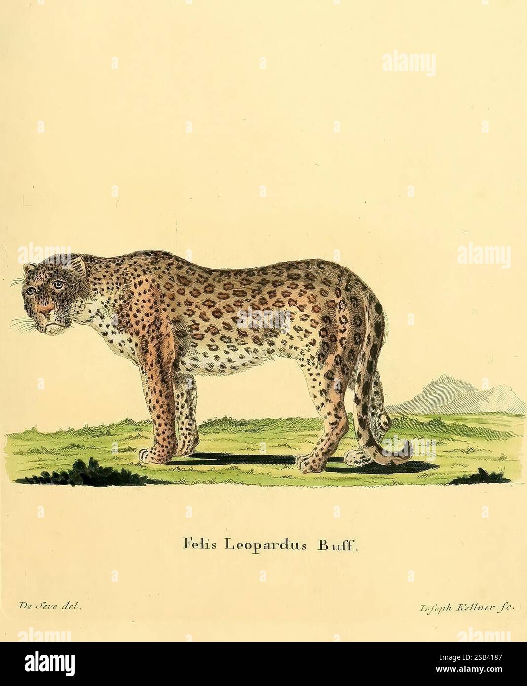 Felis leopardus buff hi-res stock photography and images - Alamy