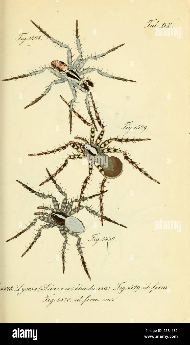 Uppermost spider hi-res stock photography and images - Alamy