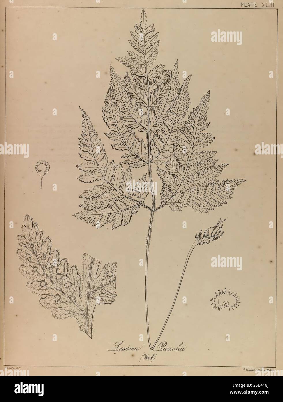 Rounded structure resembles hi-res stock photography and images - Alamy