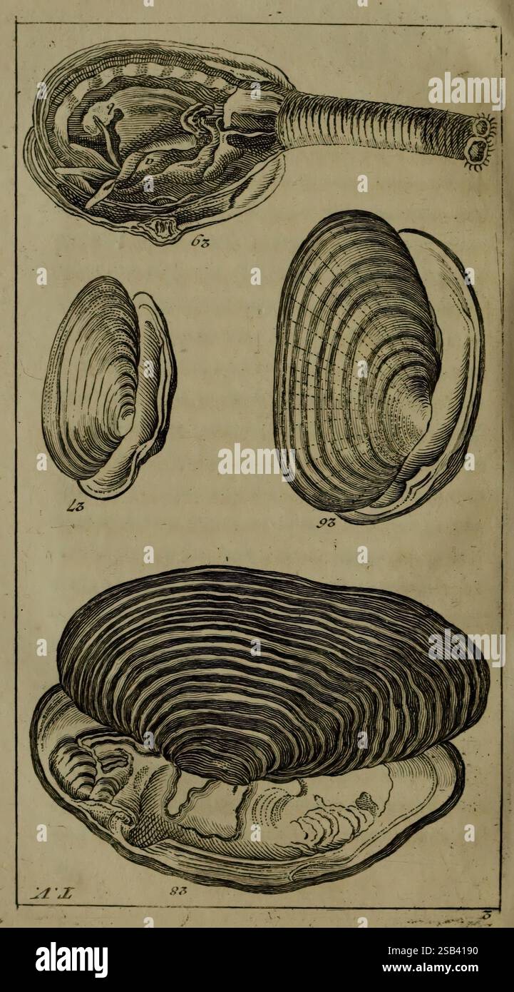Tubular opening captures attention hi-res stock photography and images ...