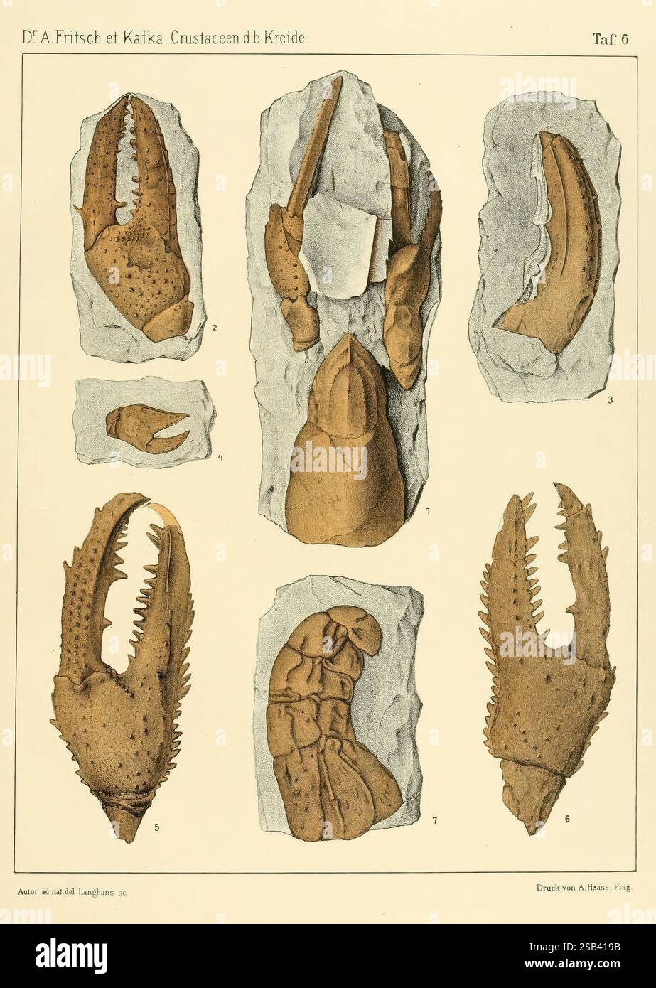 Crustacean features hi-res stock photography and images - Alamy