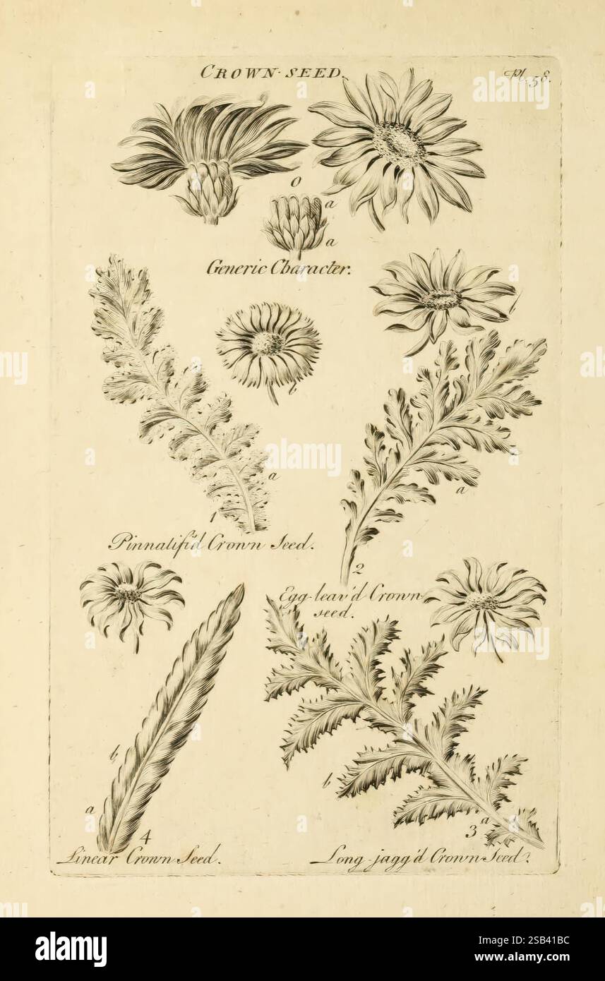 The Vegetable System London 1759-1763 botany pictorial works, The ...