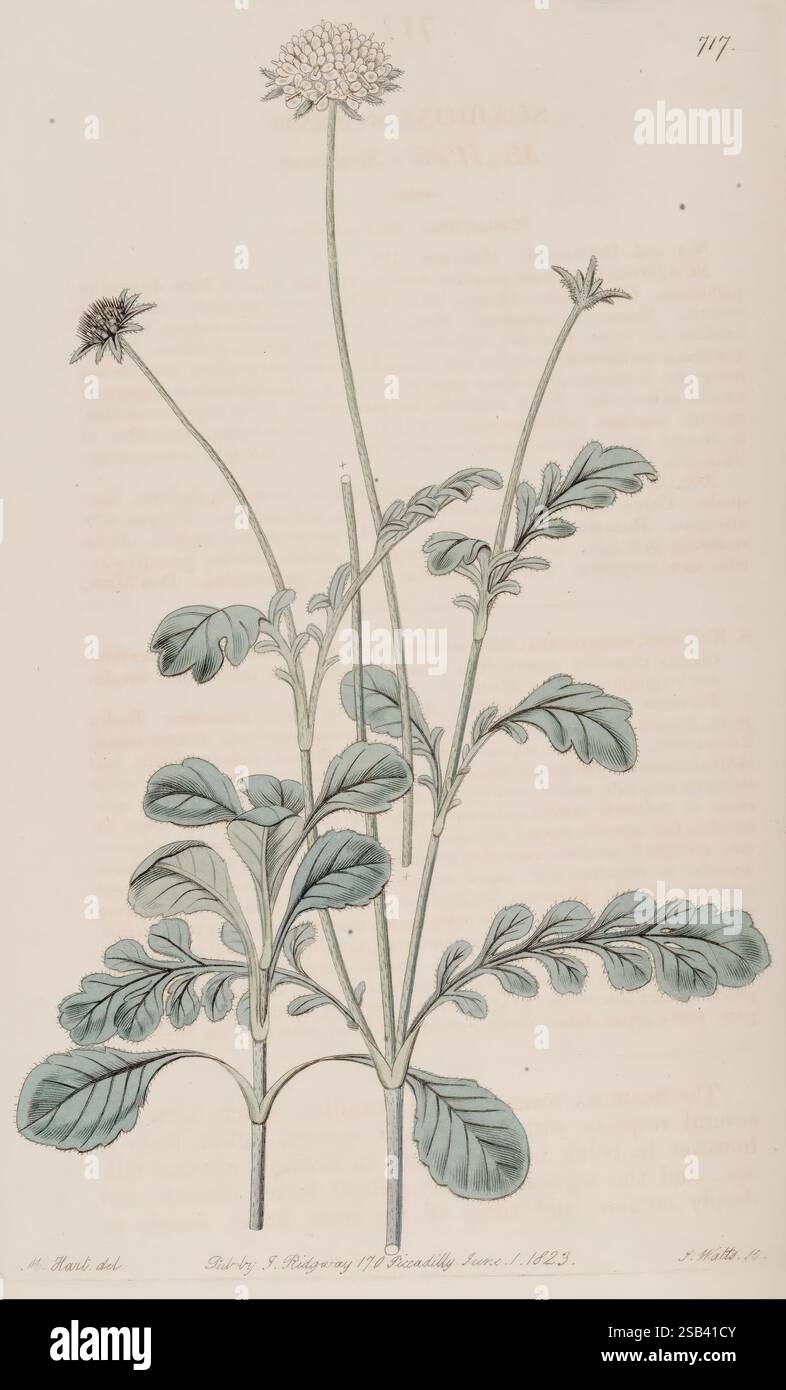 The Botanical Register London Printed for James Ridgway 1815-1828 1815 ...