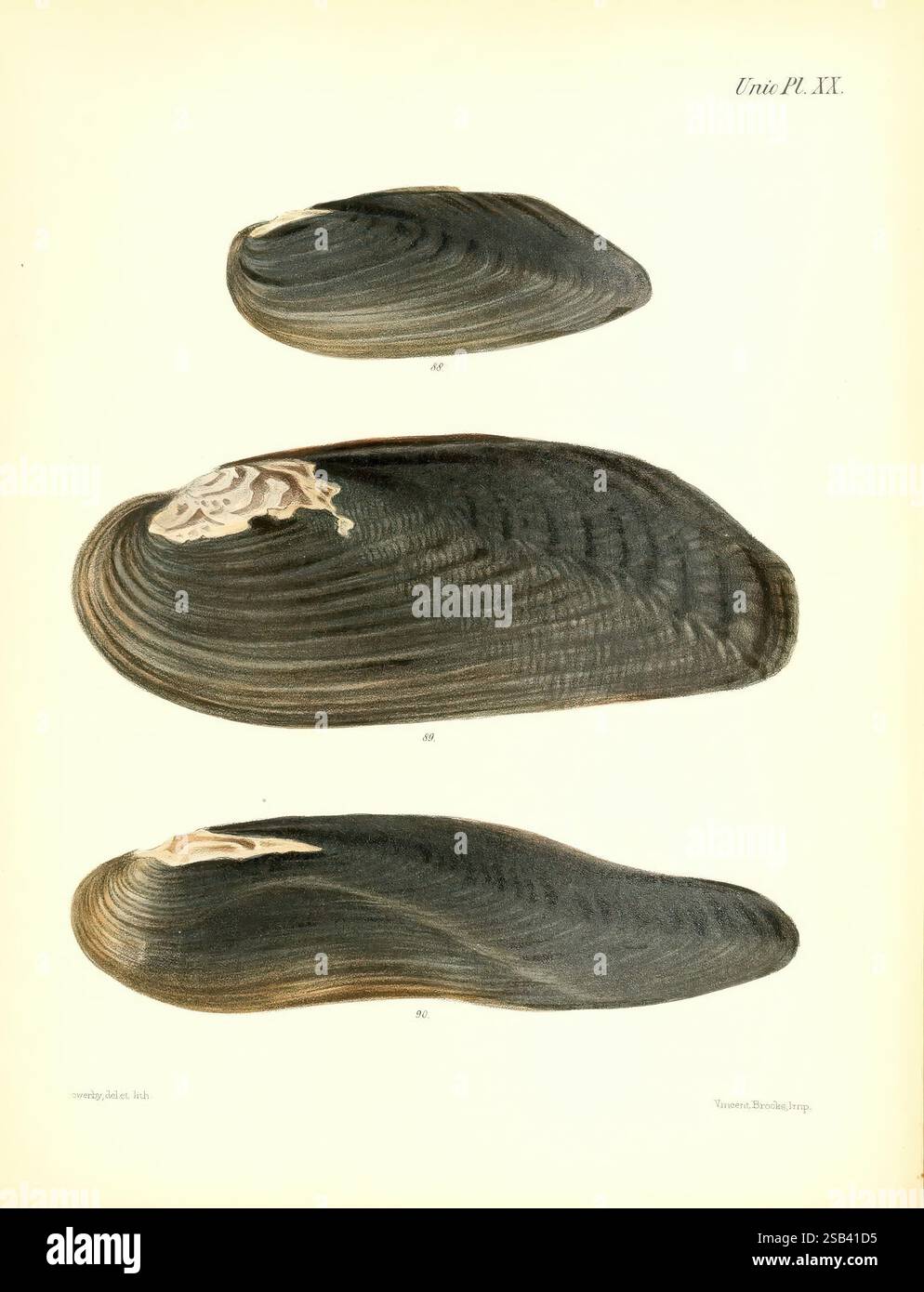 Three marine bivalves hi-res stock photography and images - Alamy