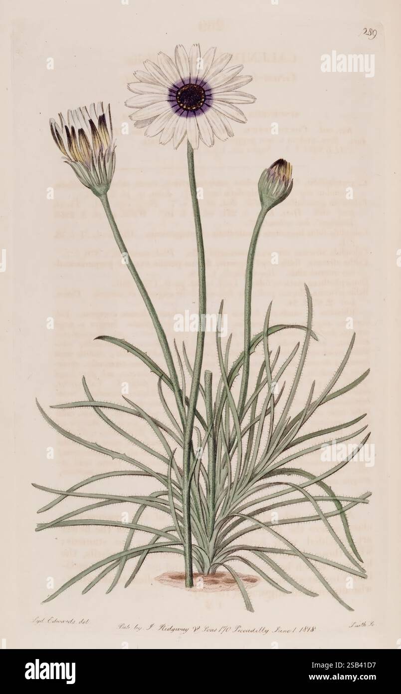 Plant showcases three prominent flower heads hi-res stock photography ...