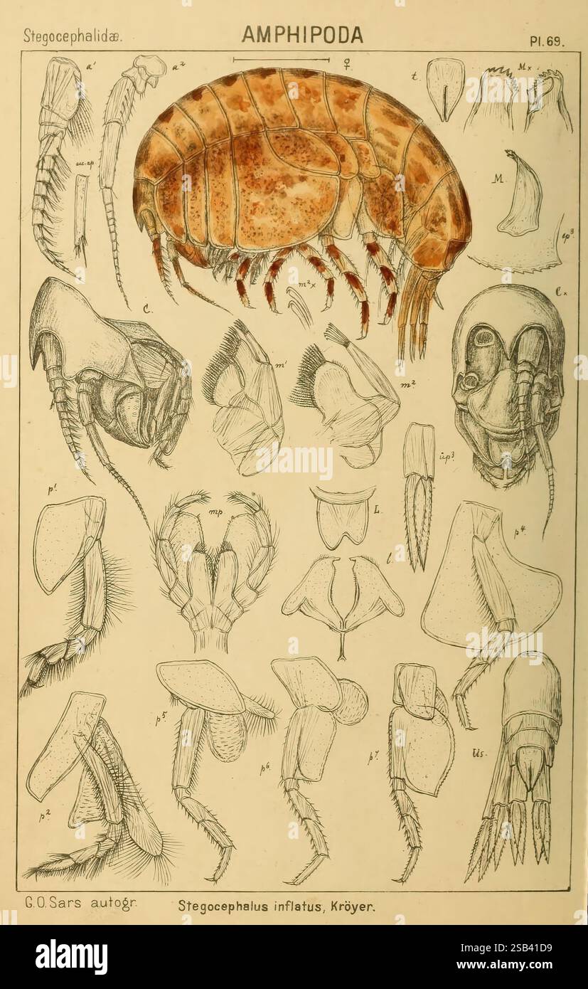 Anatomical structure offers insight hi-res stock photography and images ...