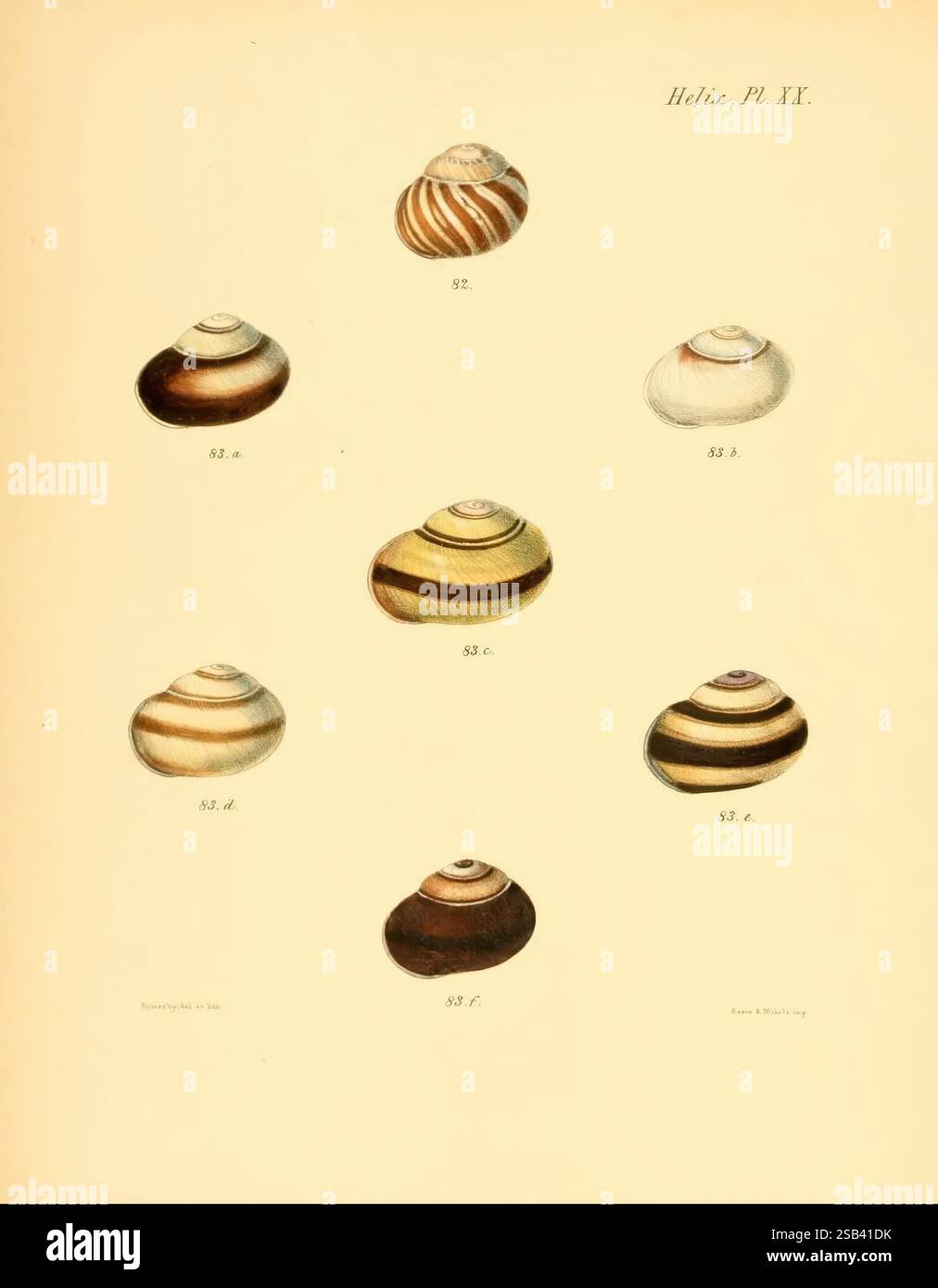 Various spiral shells displayed hi-res stock photography and images - Alamy