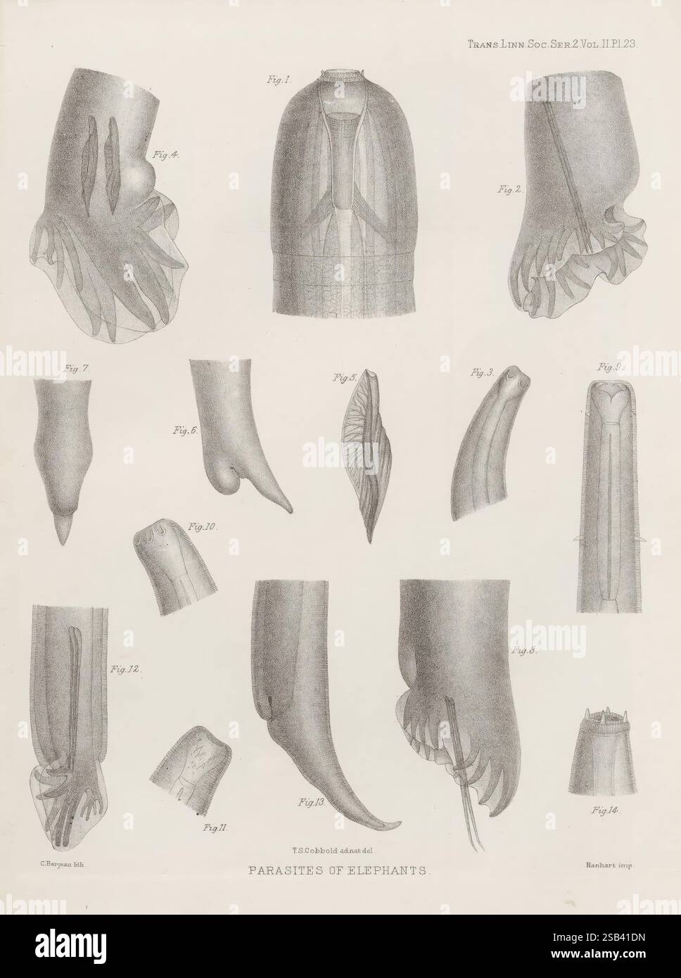 Labeled figure presents different aspects hi-res stock photography and ...