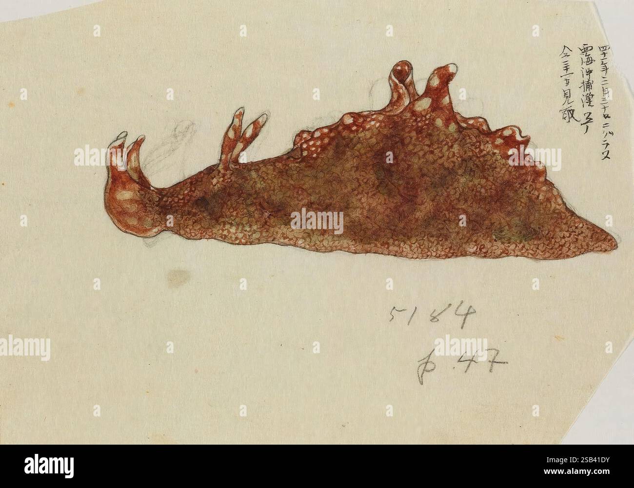 Albatross philippine expedition hi-res stock photography and images - Alamy