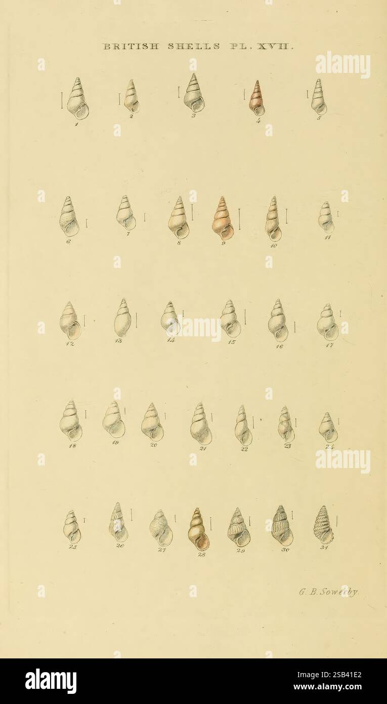 Illustrated, index, of, British, shells, London, Simpkin, Marshall, and ...