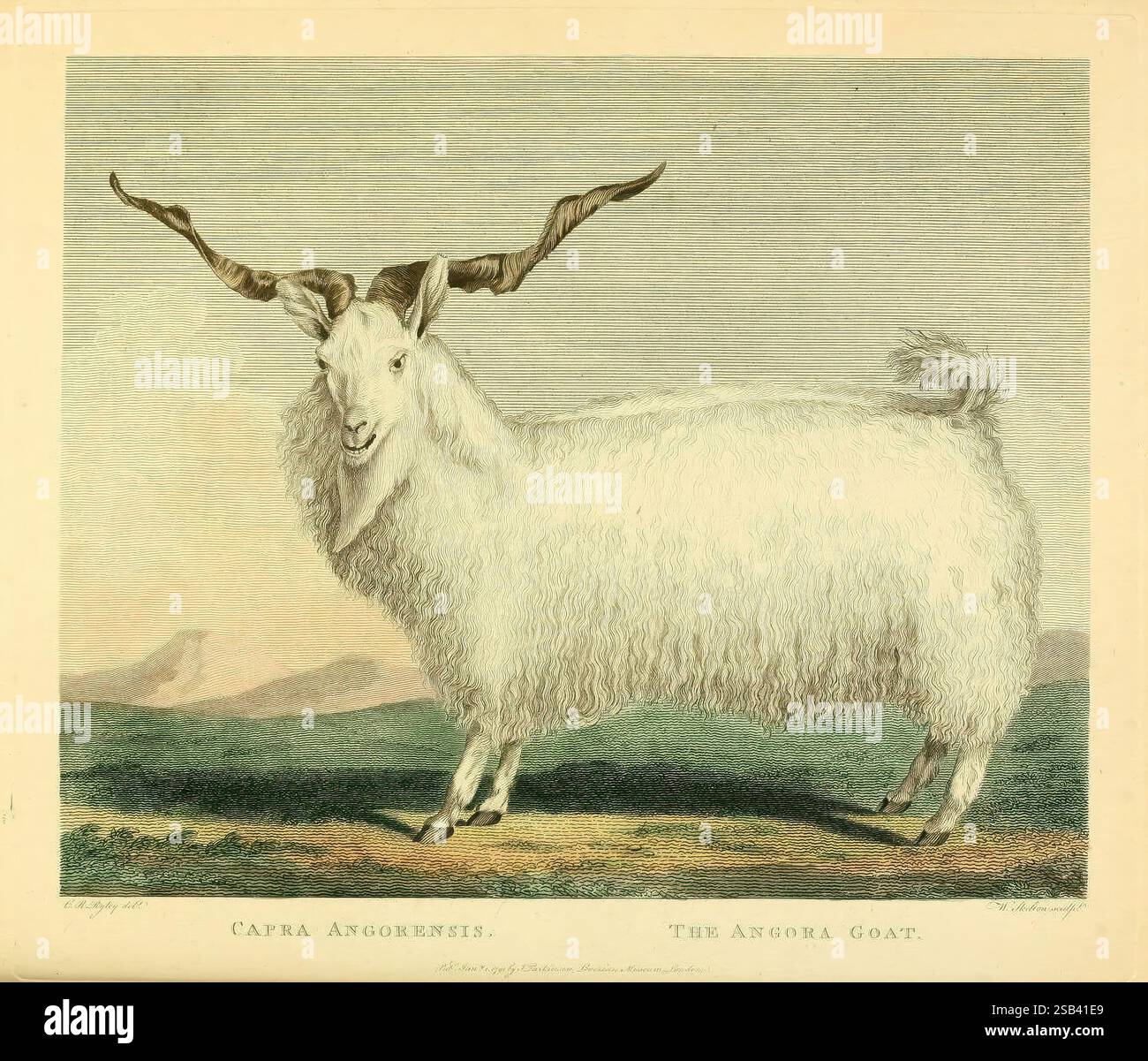 Simple caption identifies hi-res stock photography and images - Alamy