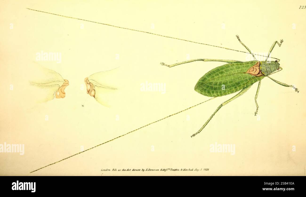Natural history periodicals zoology insects hi-res stock photography ...