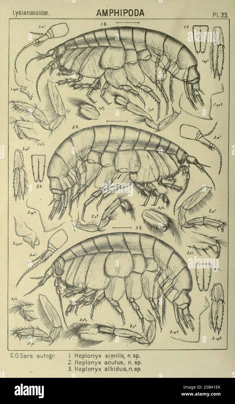 An account of the Crustacea of Norway Amphipoda plates Christiania, A ...