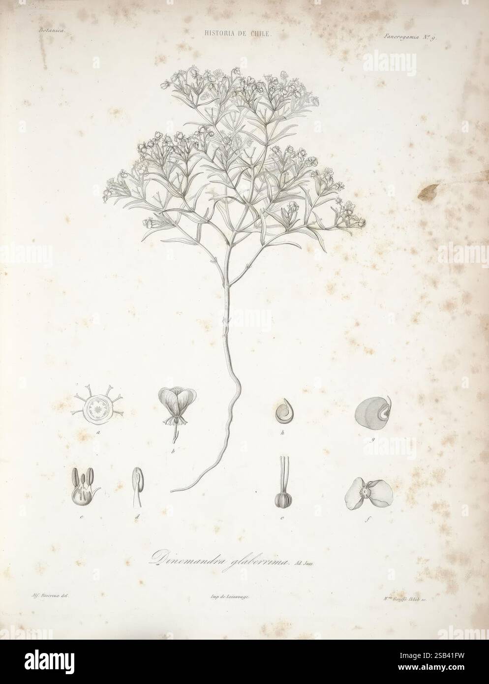 Dianthus globosus hi-res stock photography and images - Alamy