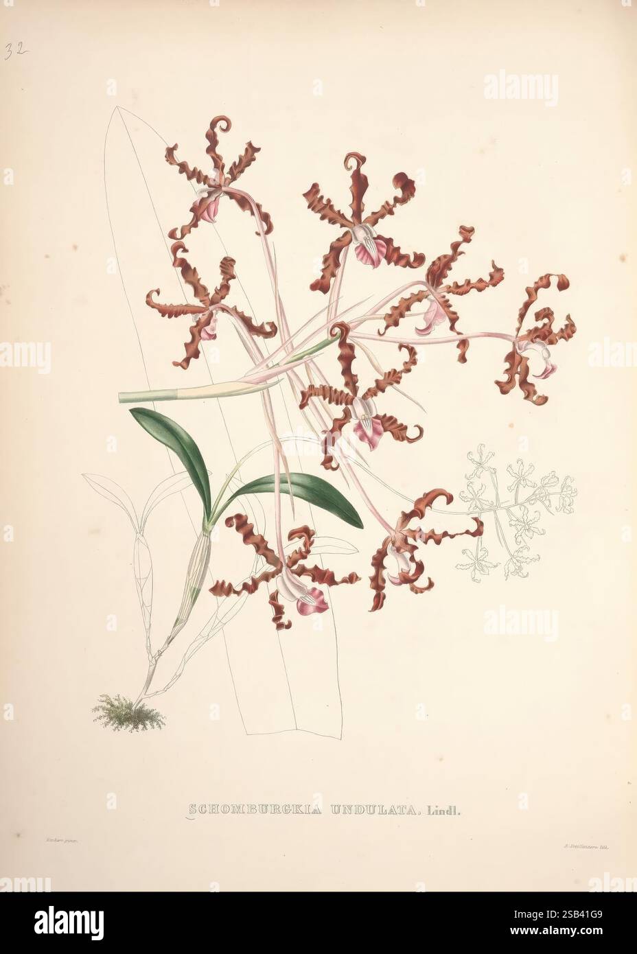 Cattleya wendlandii hi-res stock photography and images - Alamy