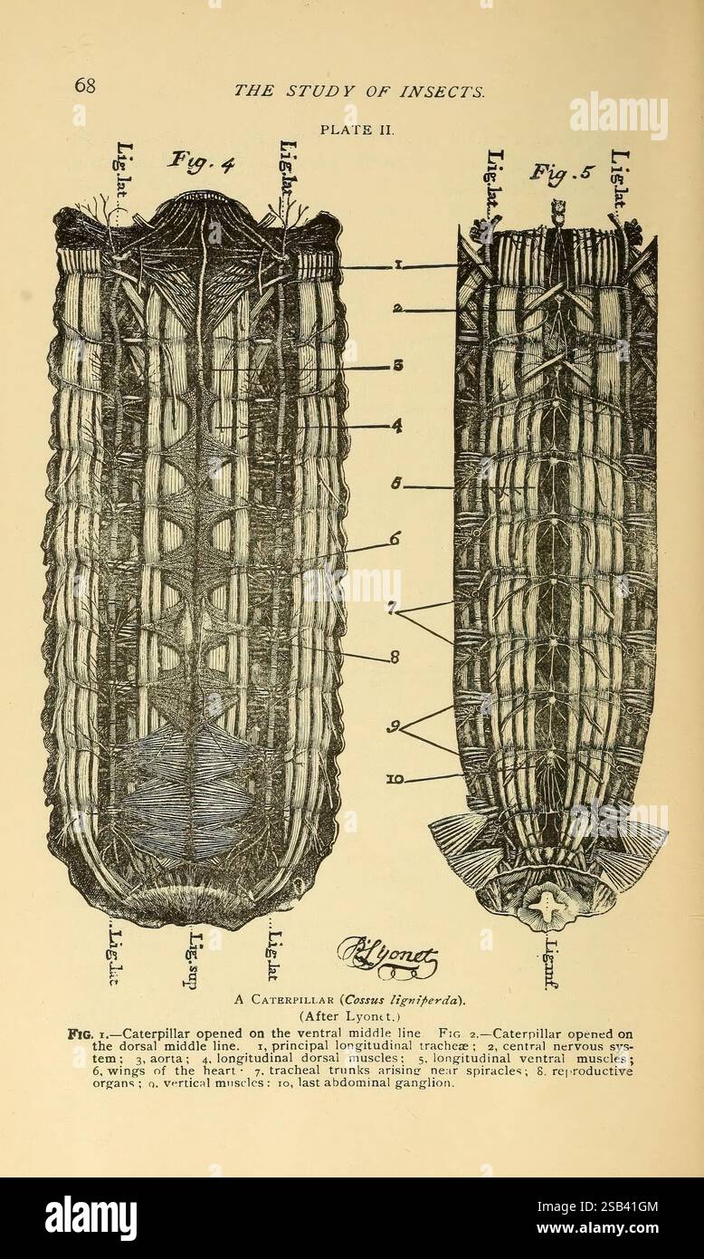 A manual for the study of insects, Ithaca, N.Y, Comstock Publishing ...