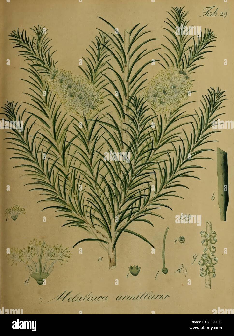 Collectio plantarum tam exoticarum, quam indigenarum, cum delineatione ...