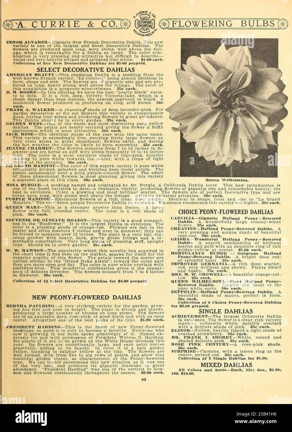 Dahlia varieties available hi-res stock photography and images - Alamy