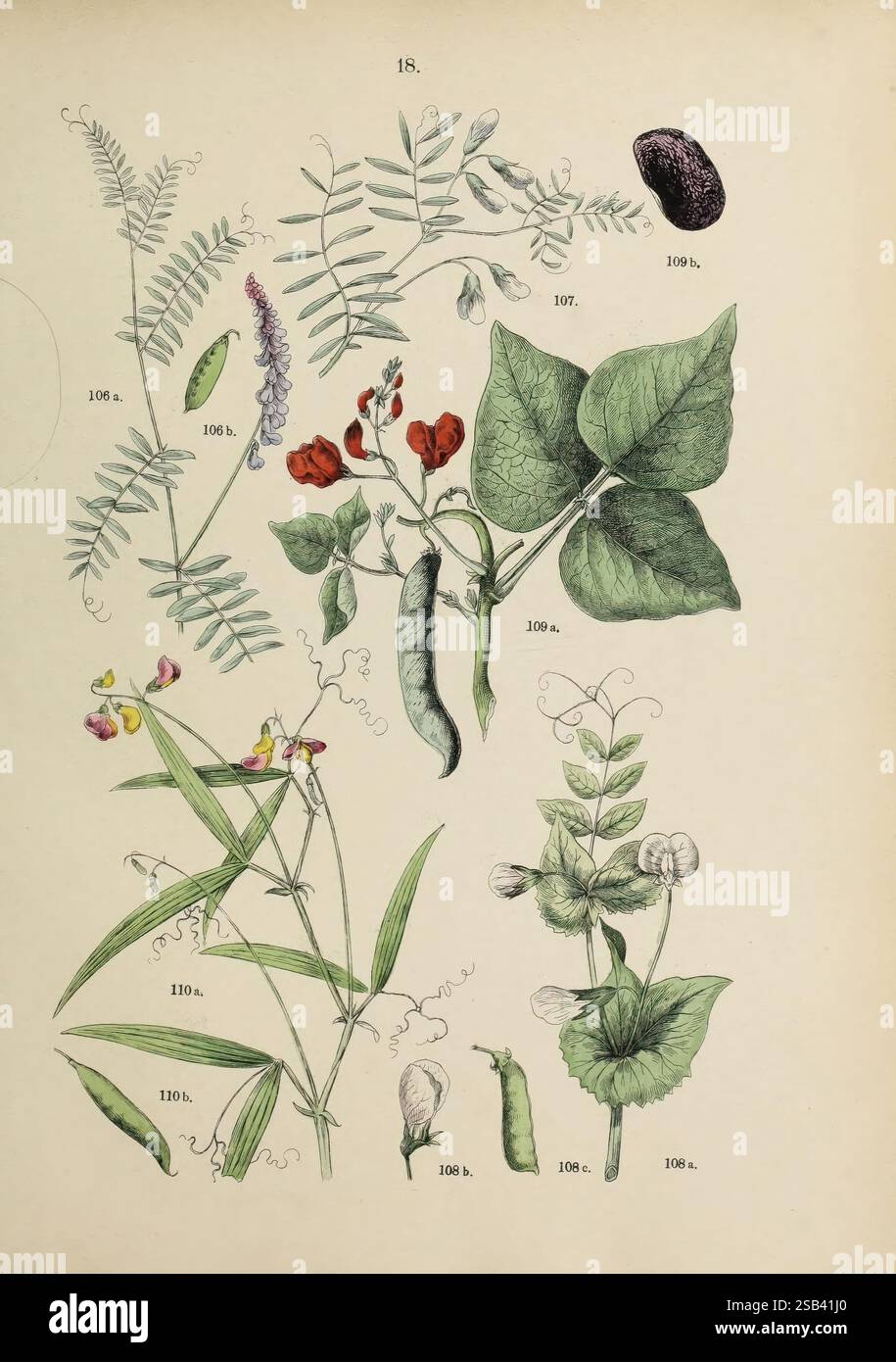 Botanischer Bilder-Atlas Nach De Candolle's Natürlichem Pflanzensystem ...