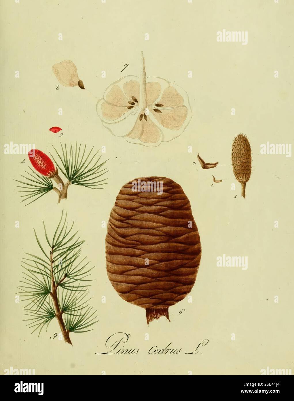 Pinus cedrus l hi-res stock photography and images - Alamy