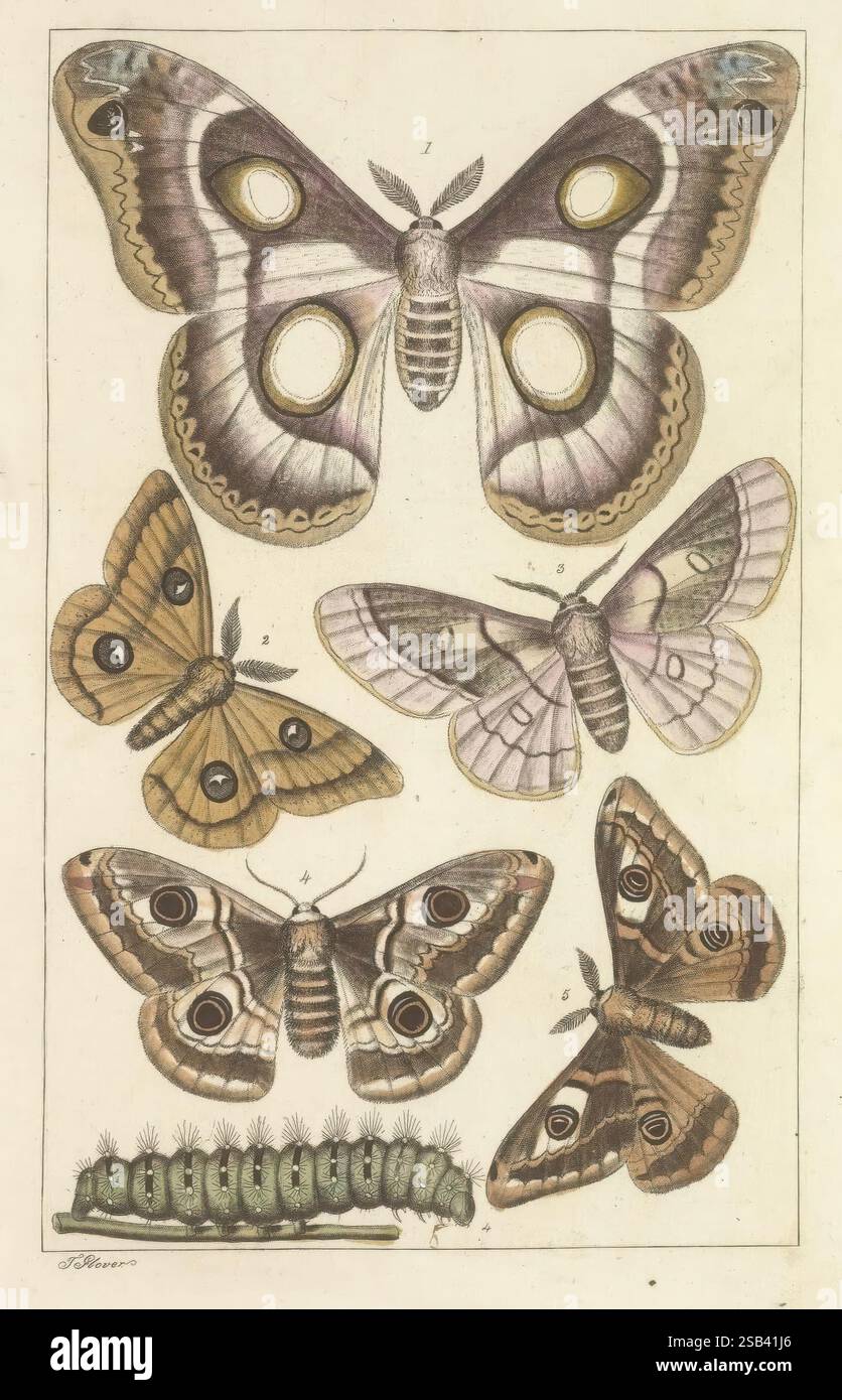 Lepidoptera, manuscript. [between 1873-1883?], lepidoptera, life cycles ...
