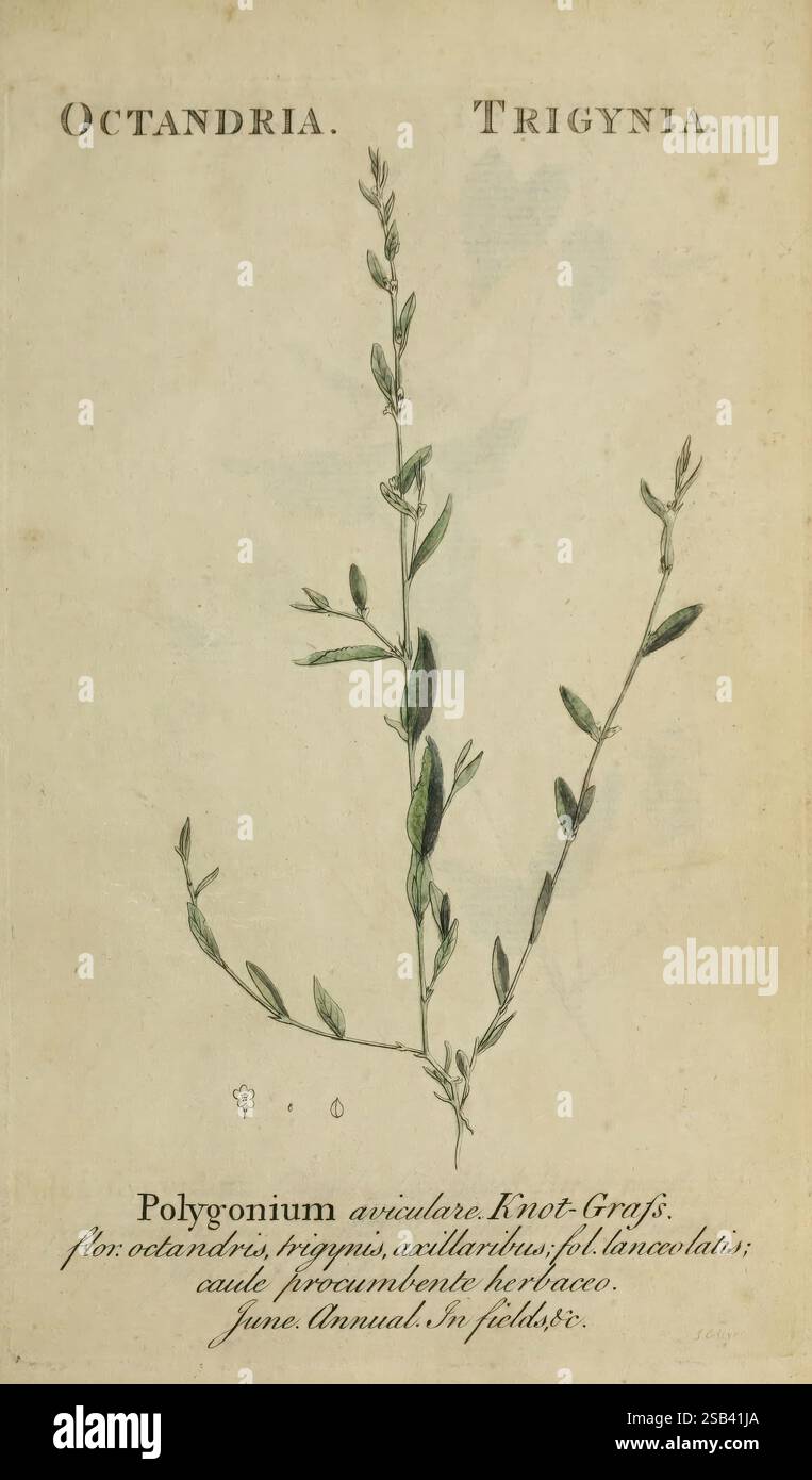 Flora britannica indigena, Bath. 1778, botany, Great Britain ...