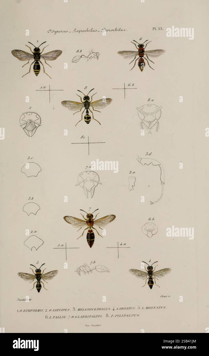 Detailed labeled drawings depict hi-res stock photography and images ...