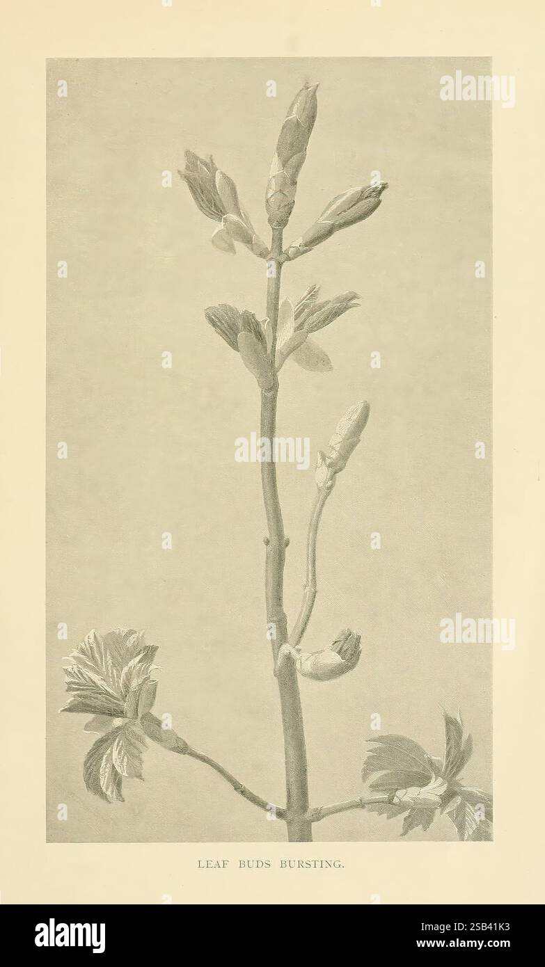 Buds fully formed hi-res stock photography and images - Alamy