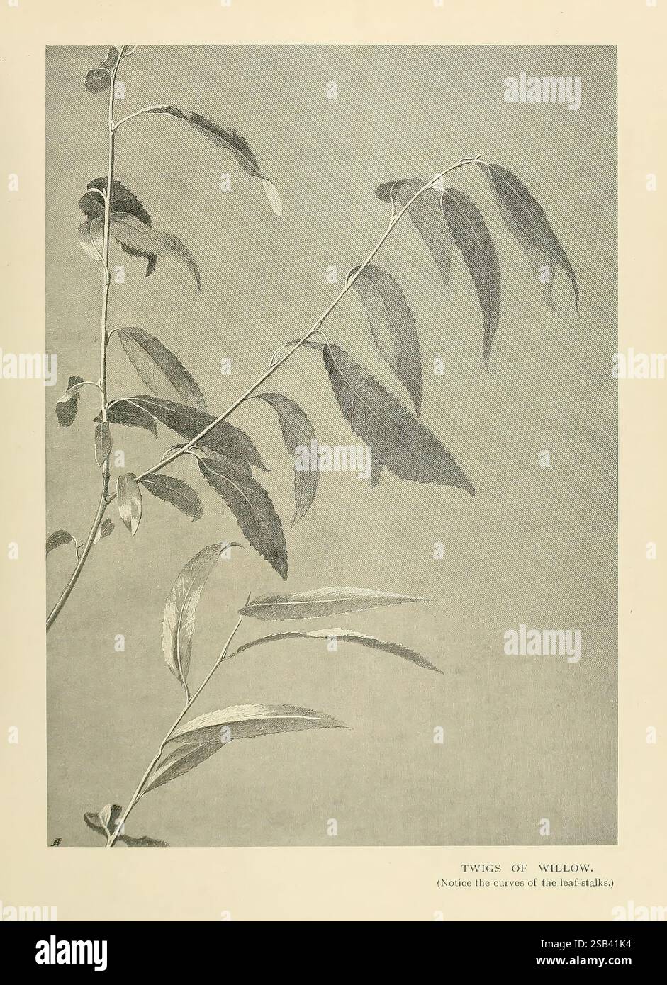 Showcases slender branches hi-res stock photography and images - Alamy