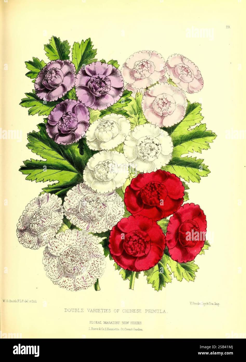 The, floral, magazine, London, L. Reeve & Co, flower, gardening ...