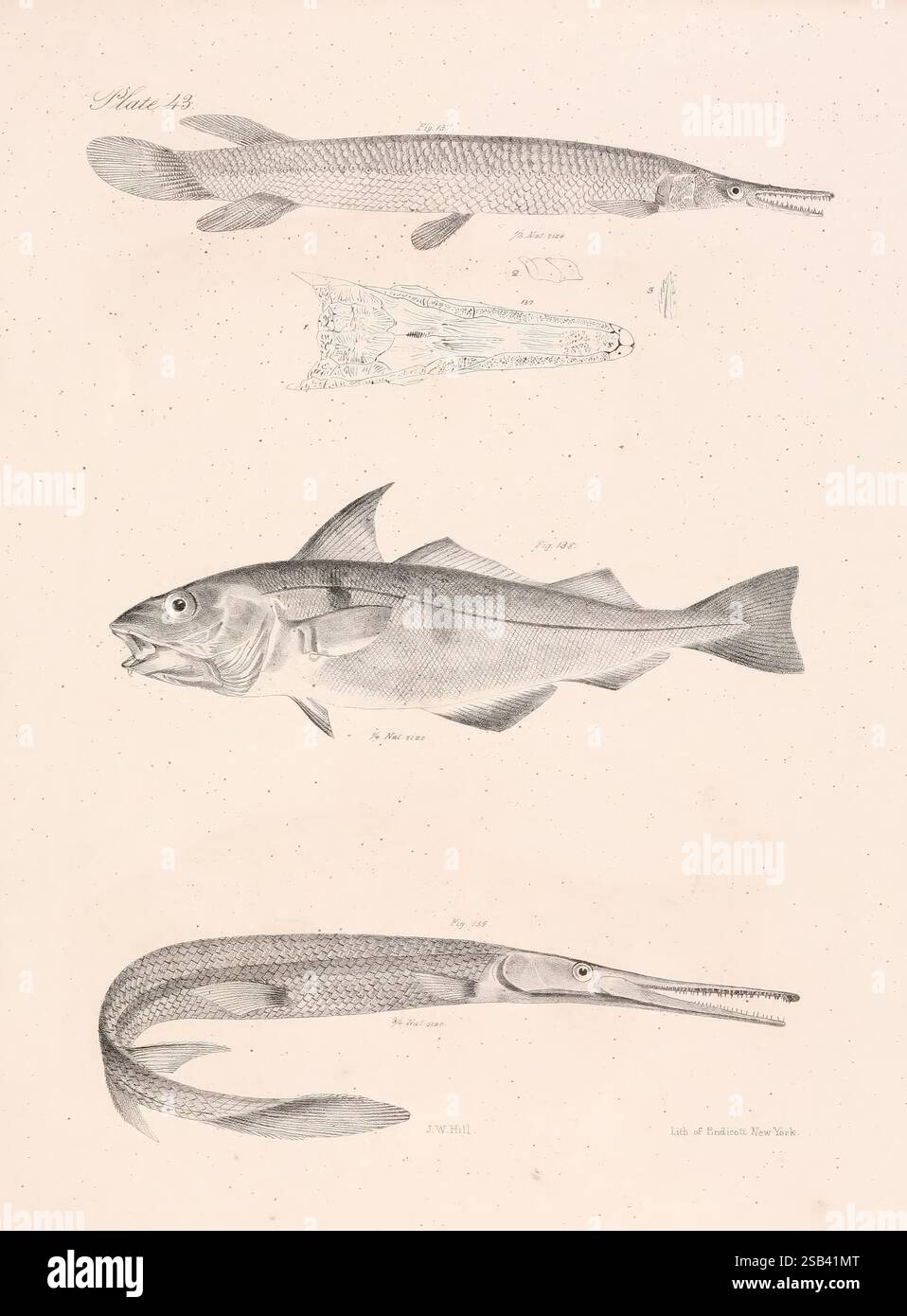 Fourth illustrates hi-res stock photography and images - Alamy