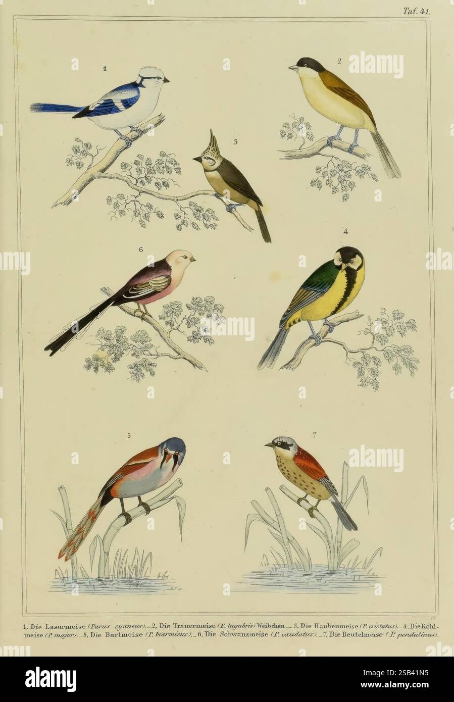 Seven distinct bird species hi-res stock photography and images - Alamy