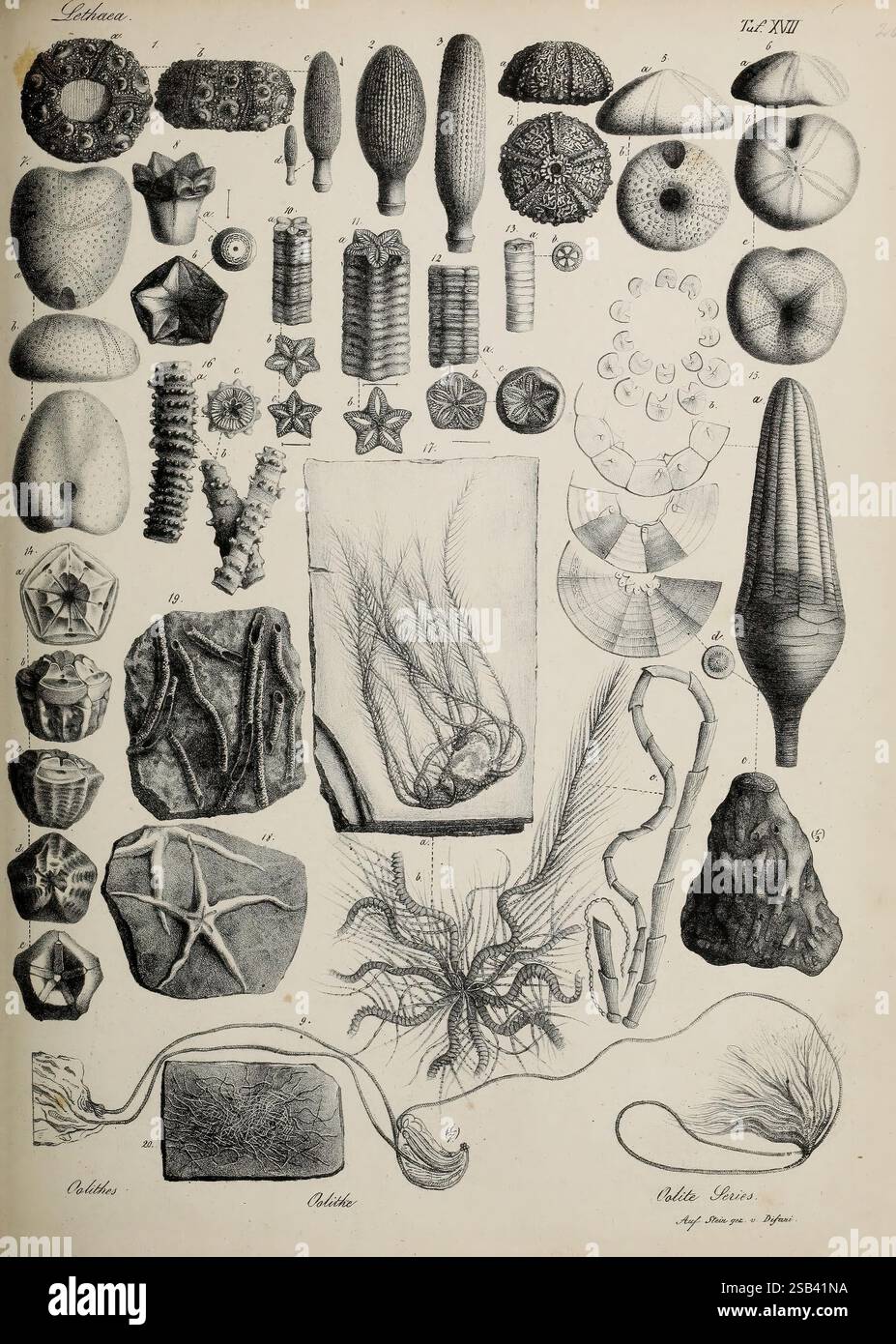 Lethaea geognostica oder Abbildungen und Beschreibungen der für die ...