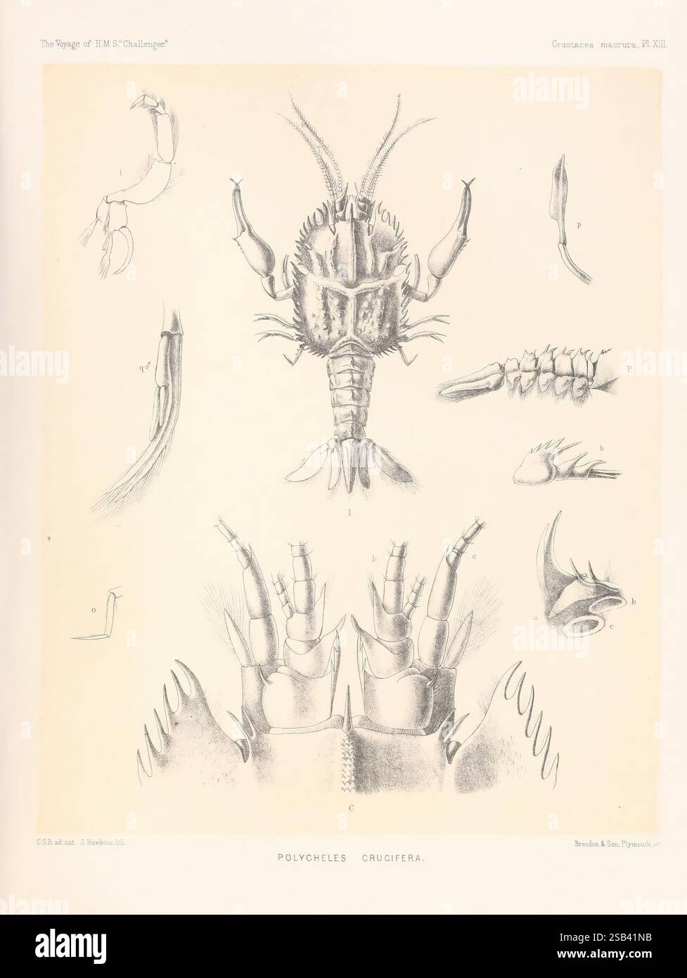 Report on the Scientific Results of the Voyage of H.M.S. Challenger ...