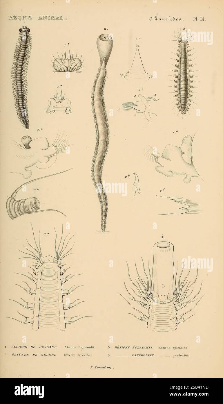 Le règne animal distribué d'après son organisation, Paris, 1836-1849 ...