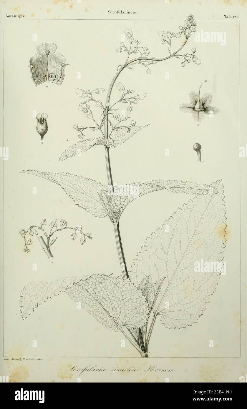 Plant species scrophularia smithii hermann hi-res stock photography and ...