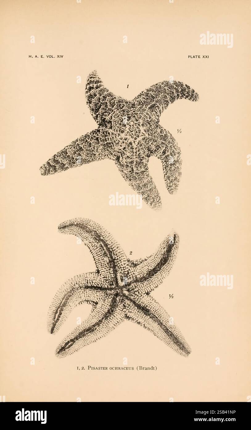 Harriman Alaska series. Washington, 1910-1914. Alaska, natural history ...