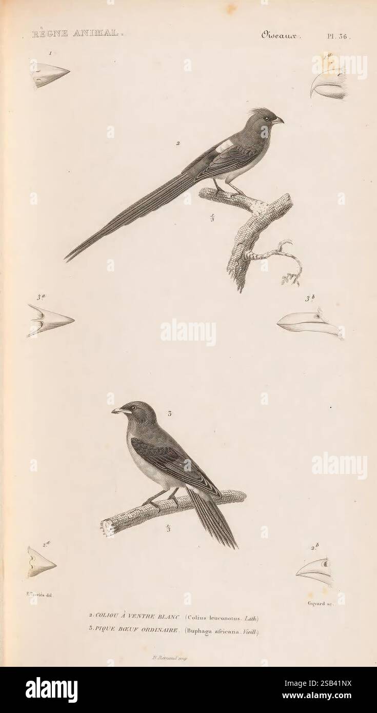 Le règne animal, distribué d'après son organisation, Paris, 1836-1849 ...