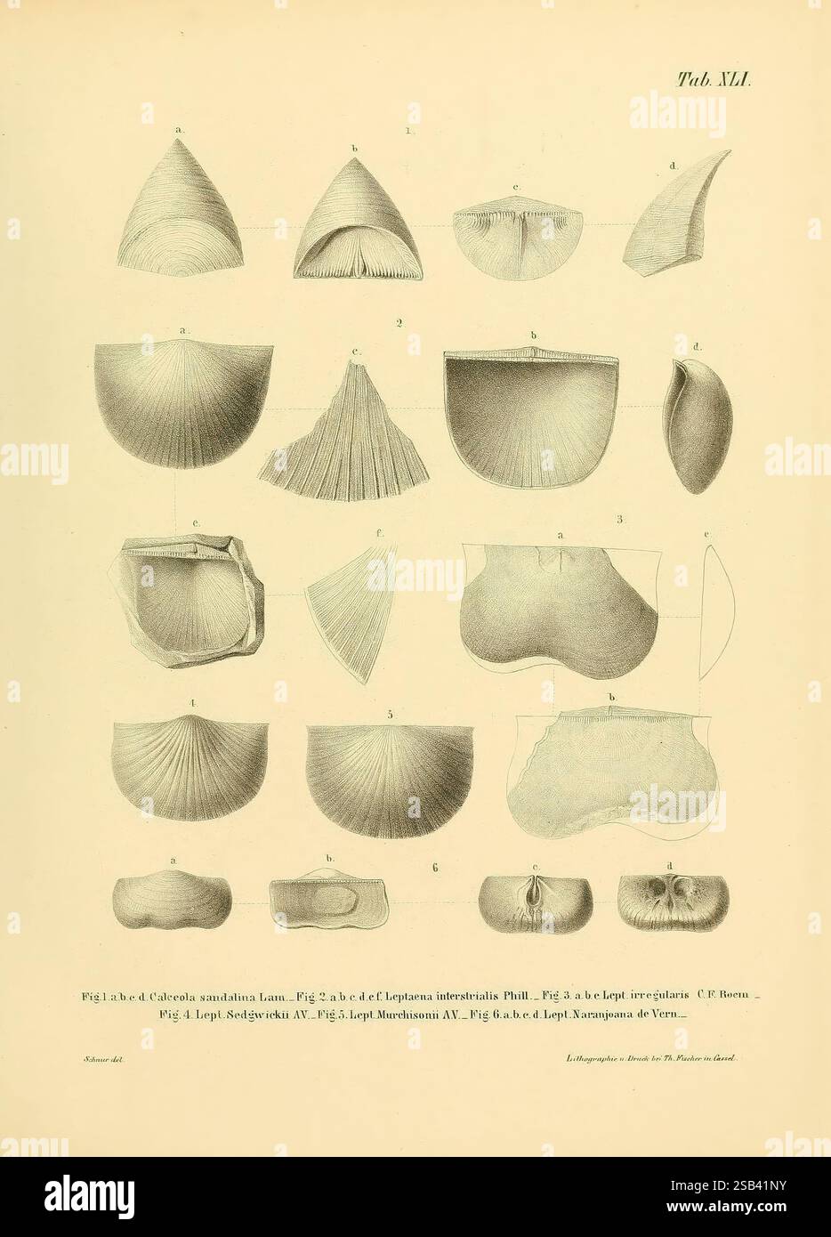 Shell forms arranged hi-res stock photography and images - Alamy