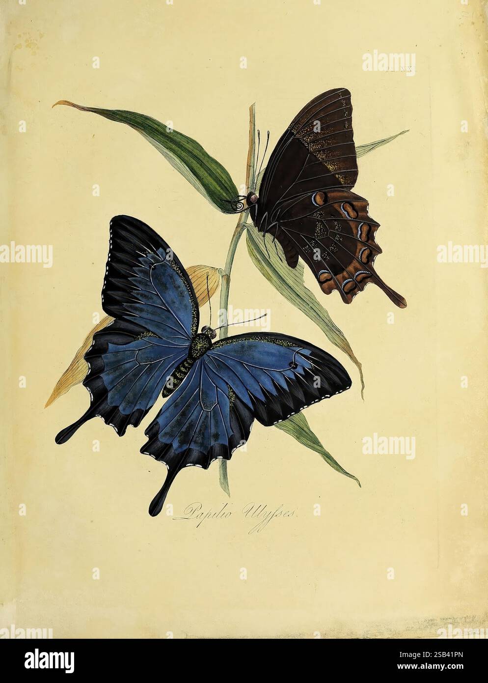 Natural, history, of, the, insects, of, India, London, H.G, Bohn, 1842 ...