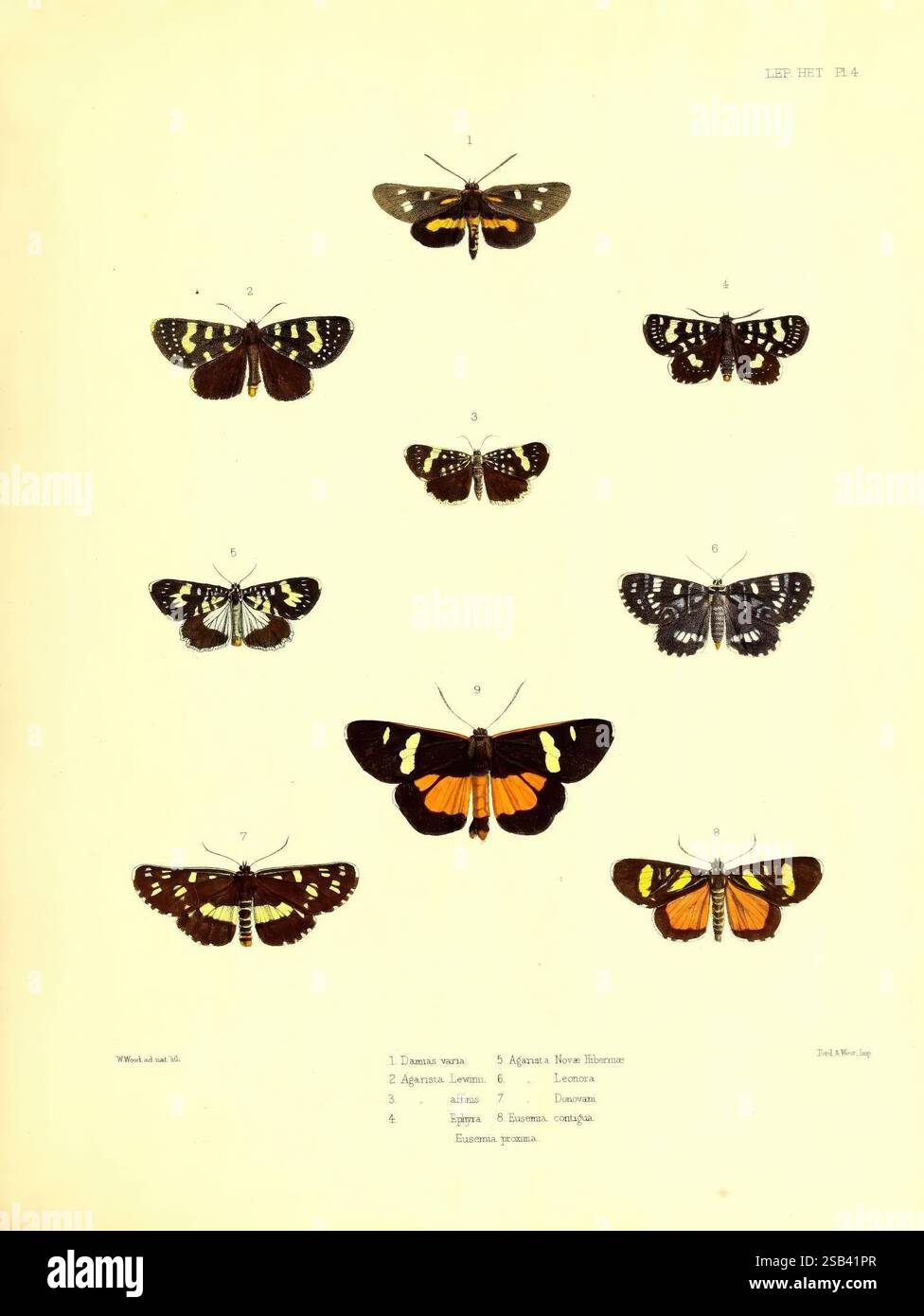 Illustrations of typical specimens of Lepidoptera, Heterocera in the ...