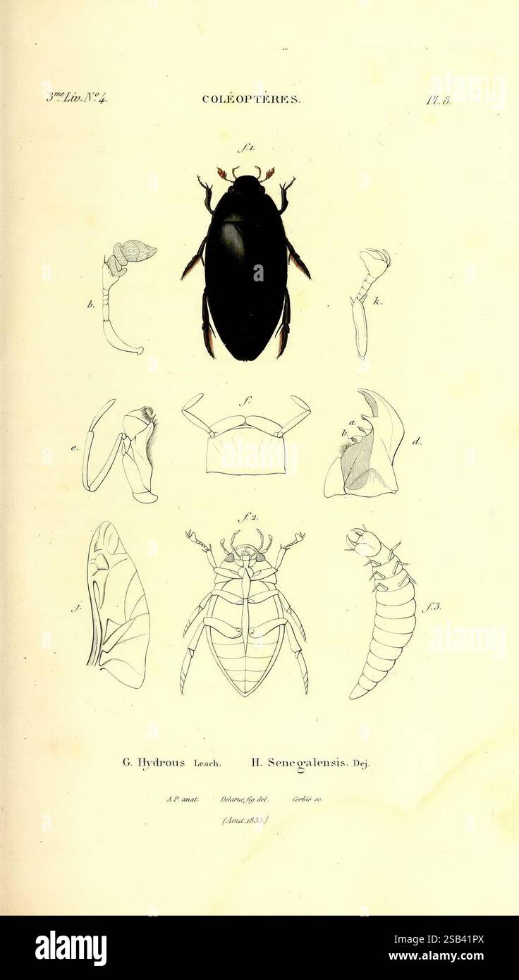 Detailed study coleoptera family hi-res stock photography and images ...