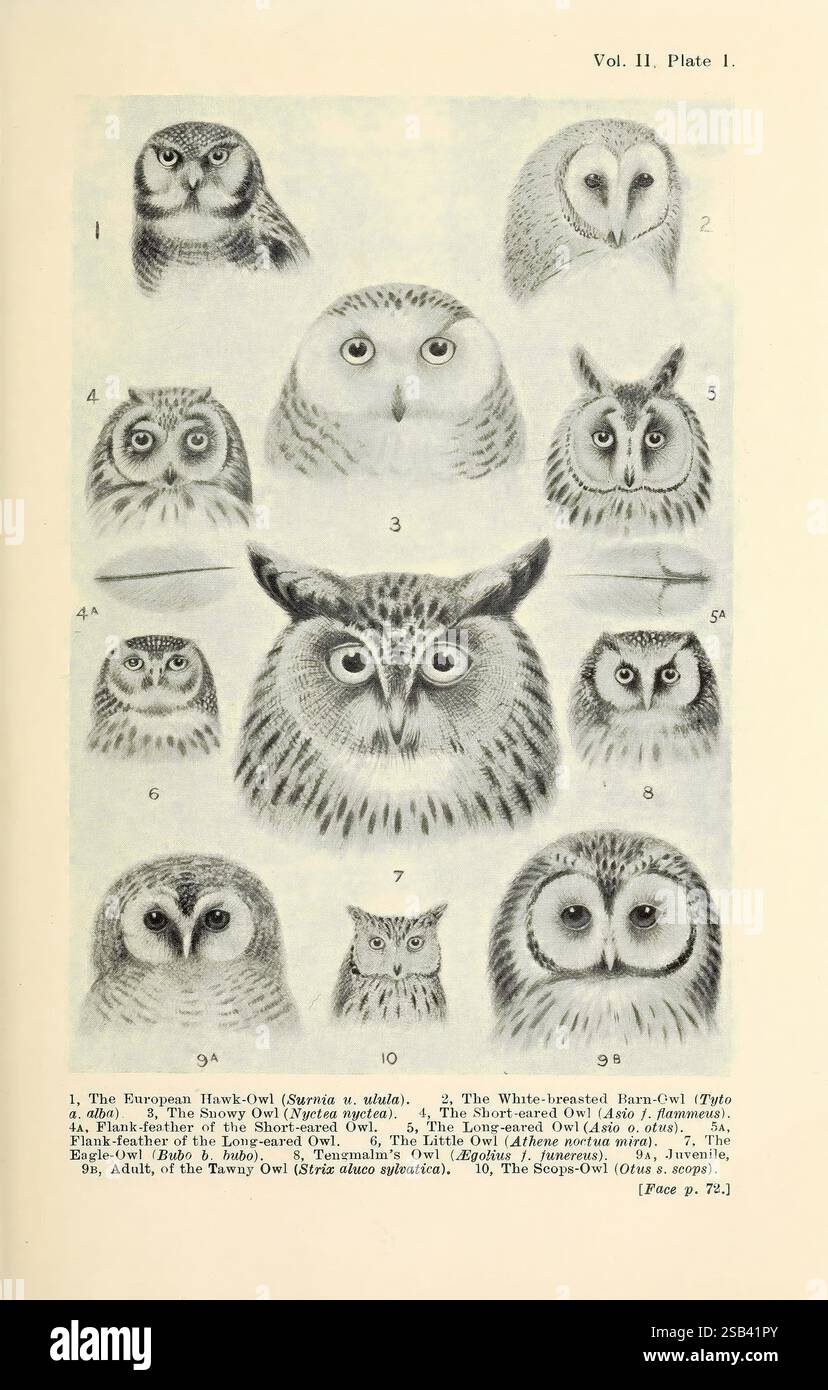 Owls unique characteristics hi-res stock photography and images - Alamy