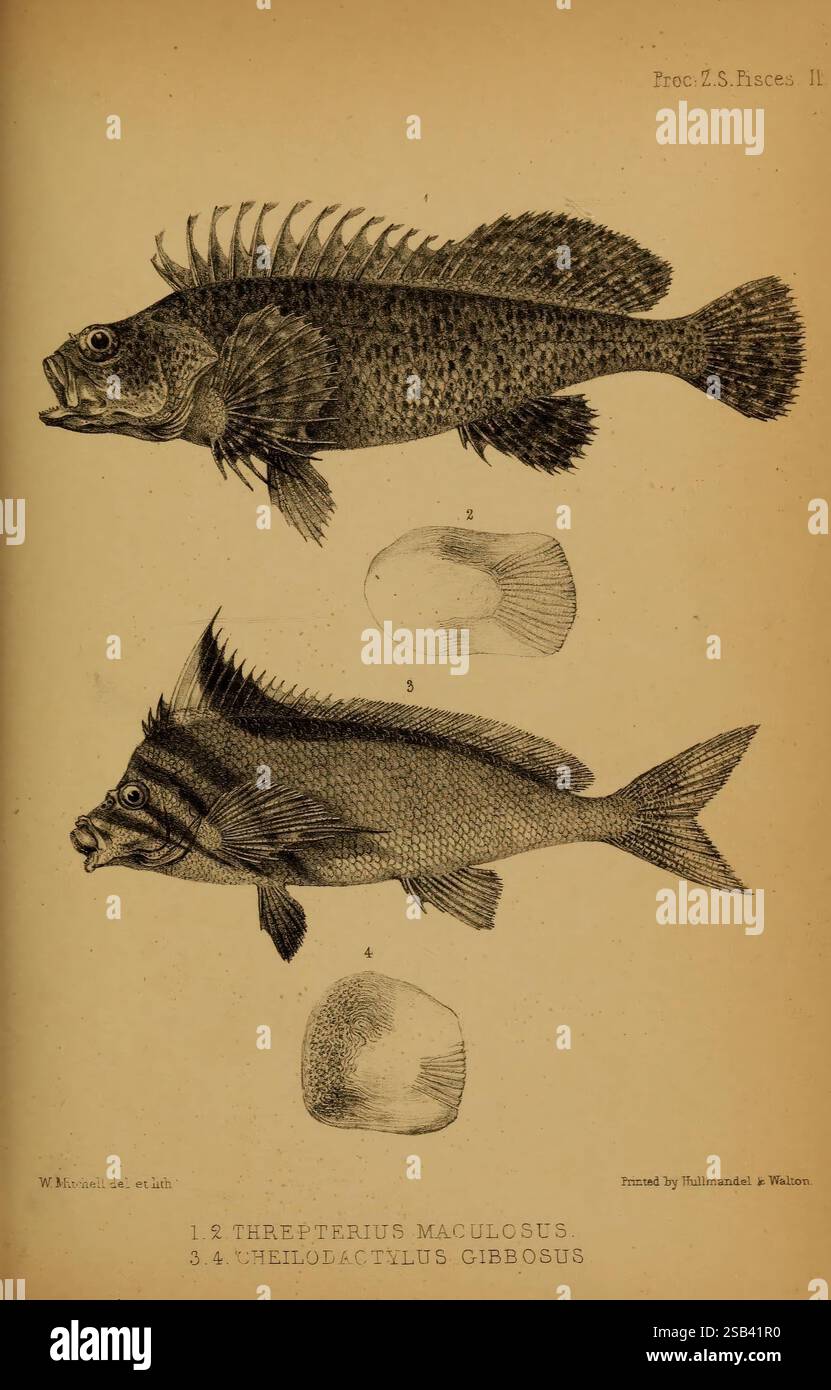 Showcasing unique fin structures hi-res stock photography and images ...